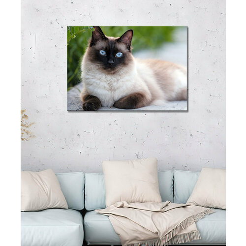 Картина - кошка, сиамская кошка, домашняя кошка, ласковая кошка, короткошерстная кошка, кот (97) 40х60
