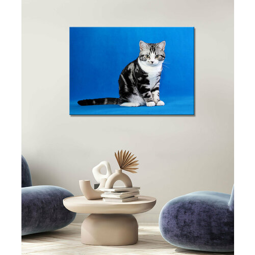 Картина - кошка, американская короткошёрстная кошка, домашняя кошка, ласковая кошка, кот (200) 40х60