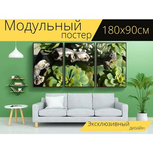Модульный постер "Агава, растения, корень" 180 x 90 см. для интерьера
