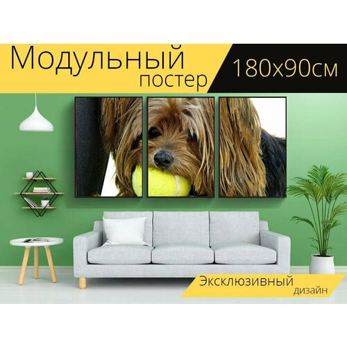 Модульный постер "Собака, йоркширский терьер, теннисный мяч" 180 x 90 см. для интерьера