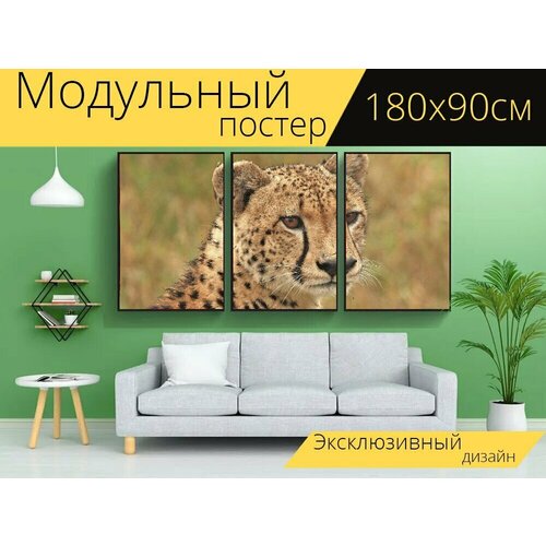 Модульный постер "Гепард, голова гепарда, большой кот" 180 x 90 см. для интерьера
