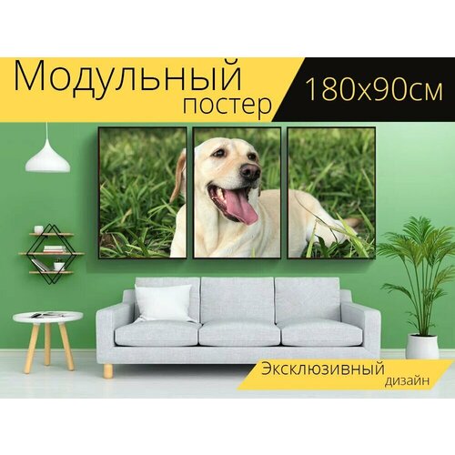 Модульный постер "Лужайка, собака, милый" 180 x 90 см. для интерьера