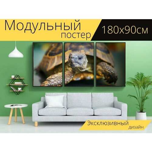 Модульный постер "Черепаха, голова, медленный" 180 x 90 см. для интерьера