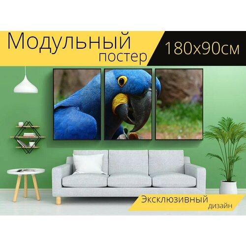 Модульный постер "Синие ара, попугай, гиацинтовый ара" 180 x 90 см. для интерьера