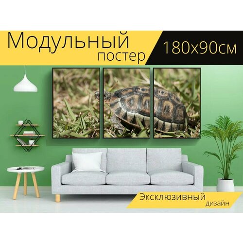 Модульный постер "Черепаха, рептилия, рептилии" 180 x 90 см. для интерьера