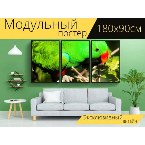 Модульный постер "Самец эклектус попугай, открытый, дикий" 180 x 90 см. для интерьера