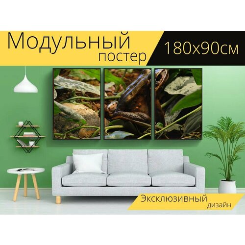 Модульный постер "Лягушка, природа, амфибия" 180 x 90 см. для интерьера