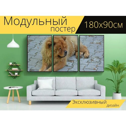 Модульный постер "Чаучау, тибетский лев, собака" 180 x 90 см. для интерьера