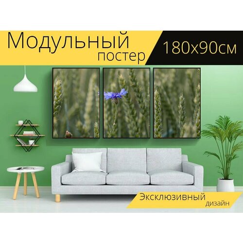 Модульный постер "Васильковый, пшеничное поле, зерновое поле" 180 x 90 см. для интерьера