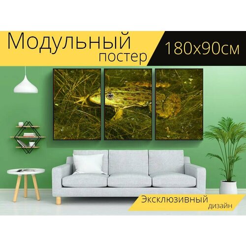 Модульный постер "Лягушка, амфибия, животное" 180 x 90 см. для интерьера