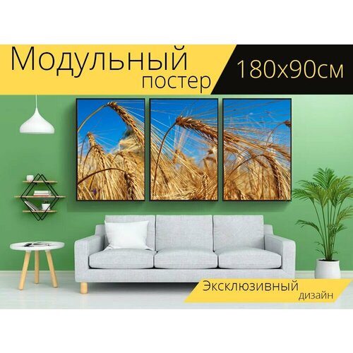 Модульный постер "Пшеница, поле, крупный план" 180 x 90 см. для интерьера