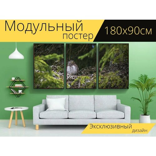 Модульный постер "Воробьиного passerinum, евразийская карликовая сова, сова" 180 x 90 см. для интерьера