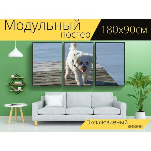Модульный постер "Бишон фризе, бишон, породы собак" 180 x 90 см. для интерьера