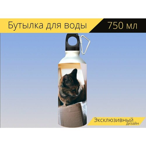 Бутылка фляга для воды "Кошка, животное, коробка" 750 мл. с карабином и принтом