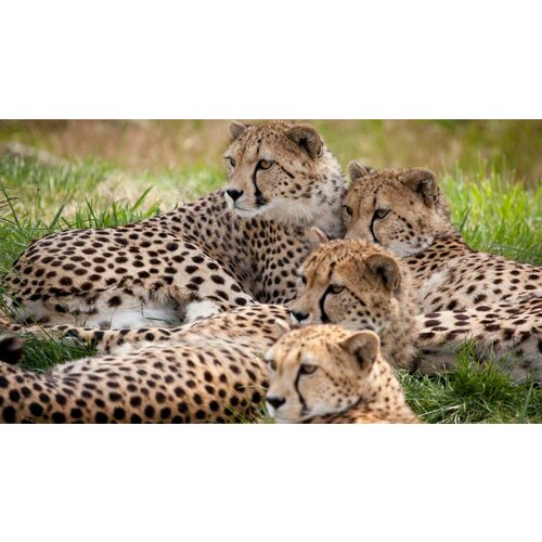 Картина на холсте 60x110 LinxOne "Гепарды отдых кошки гепард семья" интерьерная для дома / на стену / на кухню / с подрамником