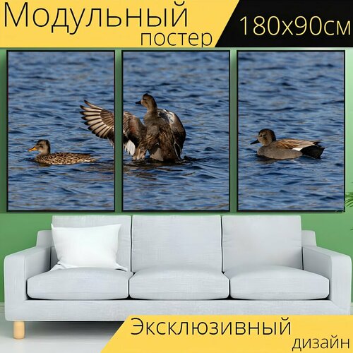 Модульный постер "Серая утка, гэдуолл утка, водоплавающая птица" 180 x 90 см. для интерьера