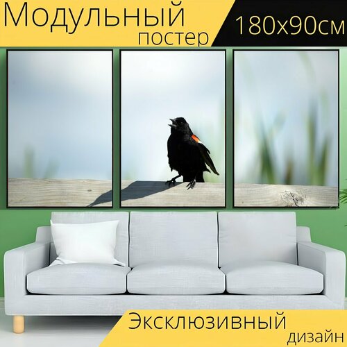 Модульный постер "Черный дрозд, птица, сидя" 180 x 90 см. для интерьера