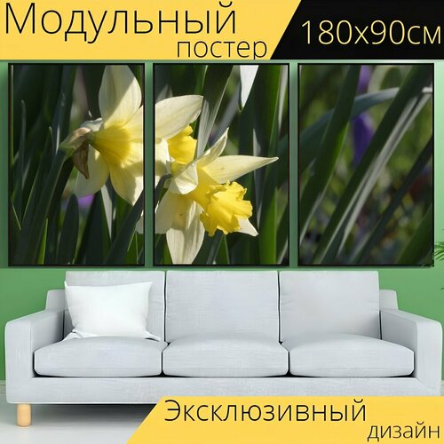 Модульный постер "Нарцисс, весенние цветы, весна" 180 x 90 см. для интерьера