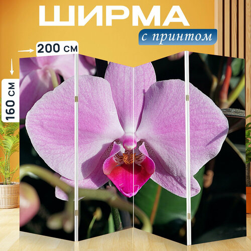 Ширма перегородка с принтом "Орхидея, фиолетовый, цветок" на холсте - 200x160 см. для зонирования, раскладная