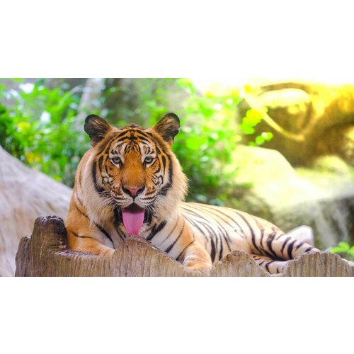 Картина на холсте 60x110 LinxOne "Тигр амурский тигр tiger" интерьерная для дома / на стену / на кухню / с подрамником