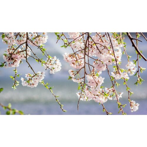 Картина на холсте 110x60 LinxOne "Ветки розовый весна сакура" интерьерная для дома / на стену / на кухню / с подрамником