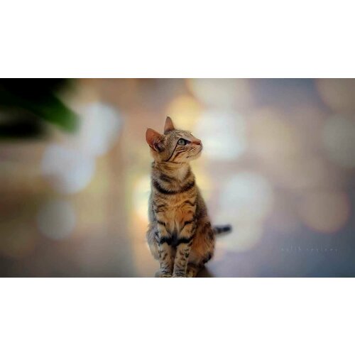 Картина на холсте 110x60 LinxOne "Кошка полосатый глядя" интерьерная для дома / на стену / на кухню / с подрамником