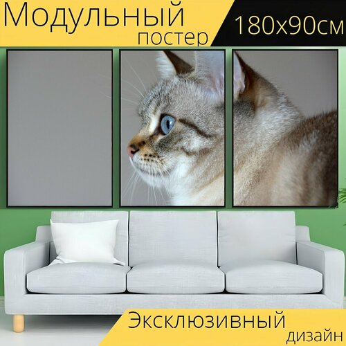 Модульный постер "Кошка, голубые глаза, кошачий" 180 x 90 см. для интерьера