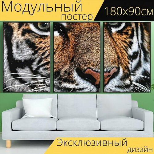 Модульный постер "Тигр, большой кот, хищник" 180 x 90 см. для интерьера