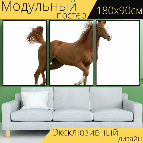 Модульный постер "Лошадь, животное, изолированный" 180 x 90 см. для интерьера