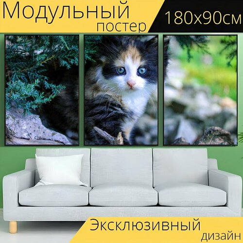 Модульный постер "Котенок, кошка, мило" 180 x 90 см. для интерьера
