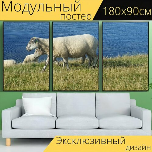 Модульный постер "Овец, северное море, трава" 180 x 90 см. для интерьера