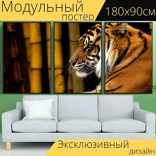 Модульный постер "Тигр, суматры, азиатский" 180 x 90 см. для интерьера