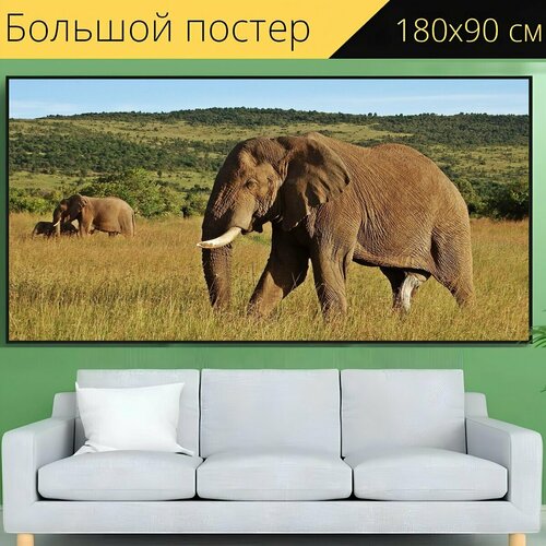 Большой постер "Слон, бык, африка" 180 x 90 см. для интерьера