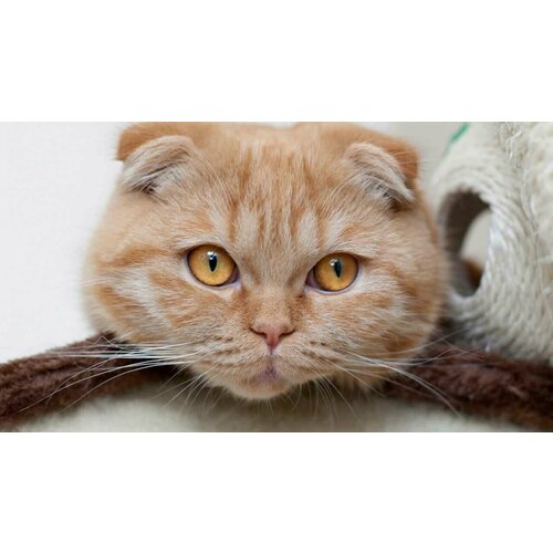 Картина на холсте 110x60 LinxOne "Взгляд мордочка кот" интерьерная для дома / на стену / на кухню / с подрамником