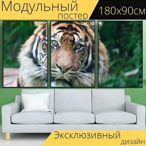 Модульный постер "Тигр, хищник, млекопитающее" 180 x 90 см. для интерьера
