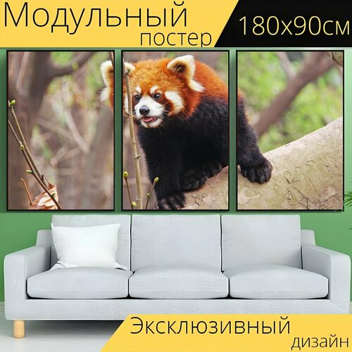 Модульный постер "Милый, красные панды, сычуань" 180 x 90 см. для интерьера
