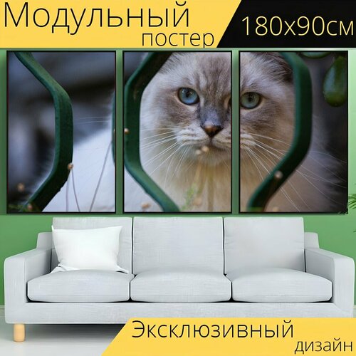 Модульный постер "Кошка, кот, домашний питомец" 180 x 90 см. для интерьера