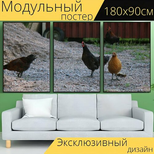 Модульный постер "Курица, цыпленок, ферма" 180 x 90 см. для интерьера
