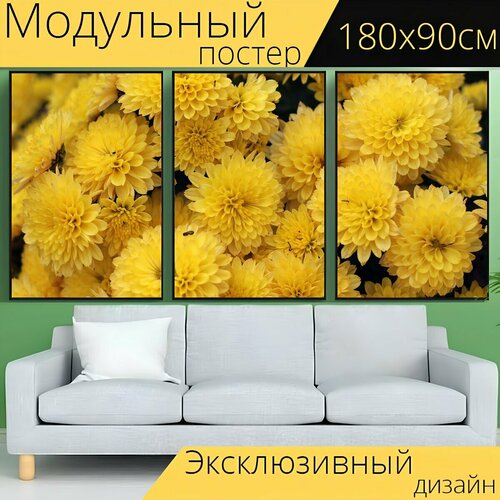 Модульный постер "Хризантема, желтые цветы, природа" 180 x 90 см. для интерьера