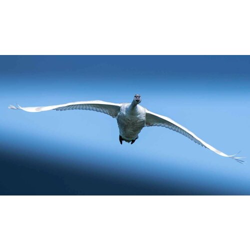 Картина на холсте 60x110 LinxOne "Птицы Лебеди Белый летят" интерьерная для дома / на стену / на кухню / с подрамником