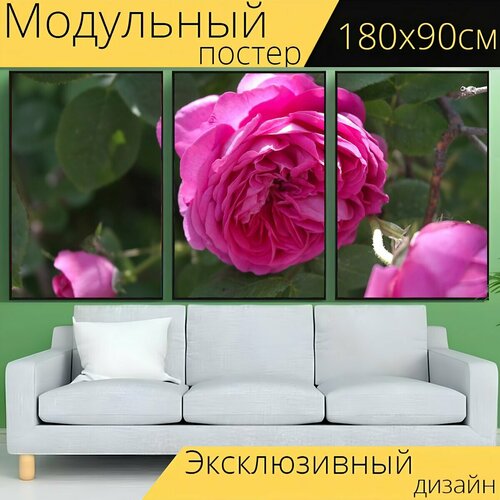Модульный постер "Роза, сад, аромат" 180 x 90 см. для интерьера