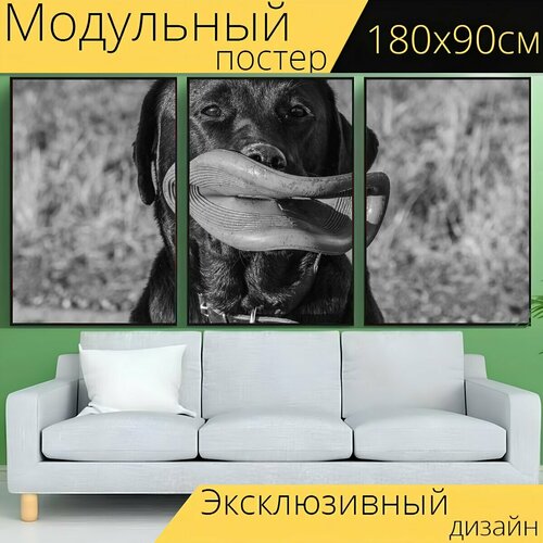 Модульный постер "Собака, животное, щенок" 180 x 90 см. для интерьера