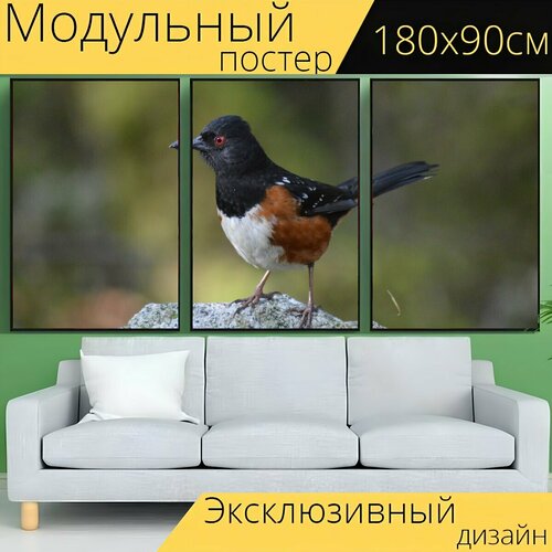 Модульный постер "Пятнистый буксир, птица, воробей" 180 x 90 см. для интерьера