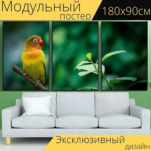 Модульный постер "Попугай, птица, филиал" 180 x 90 см. для интерьера