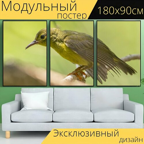 Модульный постер "Пятнистых, солнечная птица, оливобрюхие нектарницы" 180 x 90 см. для интерьера