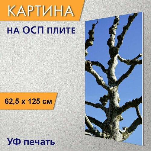 Вертикальная картина на ОСП "Платан, дерево, лысый" 62x125 см. для интерьериа