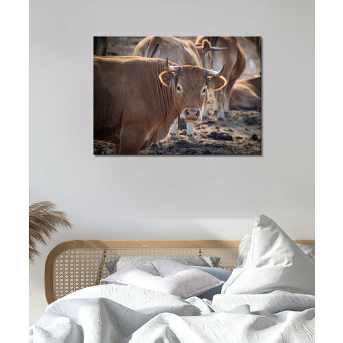 Картина -Корова, коричневая корова, корова на пастбище, бык (4) 50х70