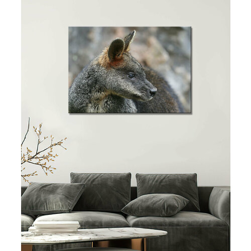 Картина - кенгуру, чёрный кенгуру, валлару, горный кенгуру (42) 20х30
