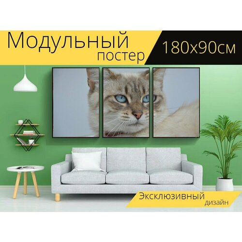 Модульный постер "Кошка, портрет, голубые глаза" 180 x 90 см. для интерьера