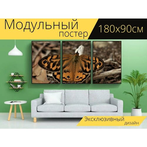 Модульный постер "Бабочка, апельсин, австралия" 180 x 90 см. для интерьера
